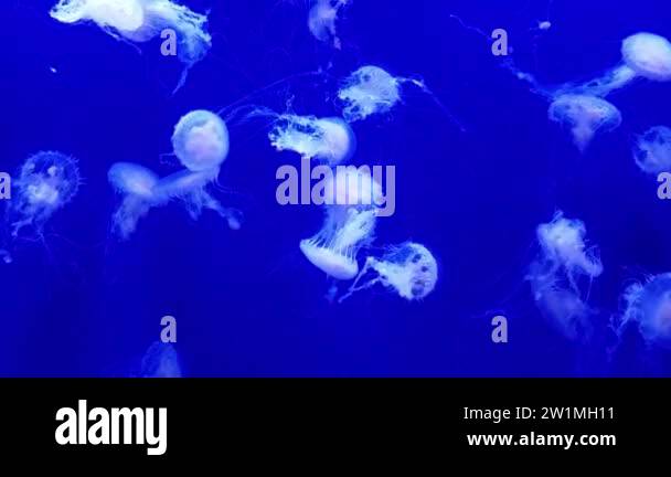 a school of jellyfish swimming in an aquarium for a marine life ...