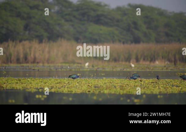 Wetland borders Stock Videos & Footage - HD and 4K Video Clips - Alamy