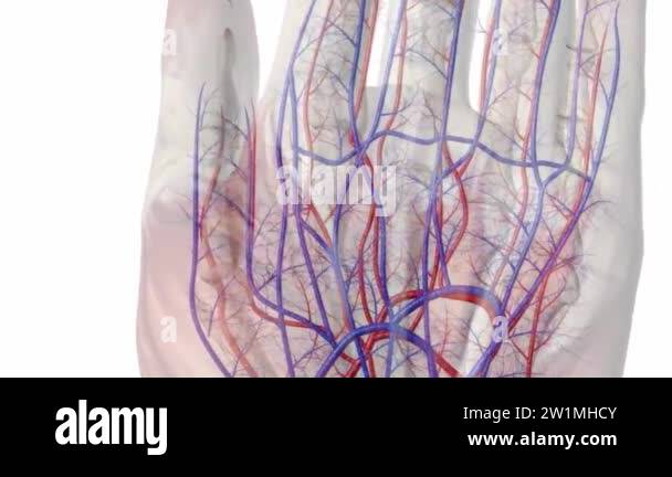 Circulation anatomy Stock Videos & Footage - HD and 4K Video Clips - Alamy