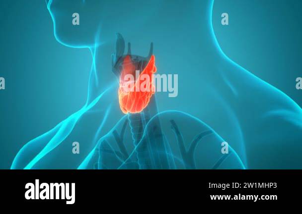 3D Animation Concept of Human Glands Lobes of Thyroid Gland Anatomy ...