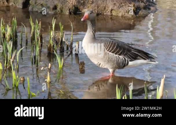 Orange bill goose Stock Videos & Footage - HD and 4K Video Clips - Alamy