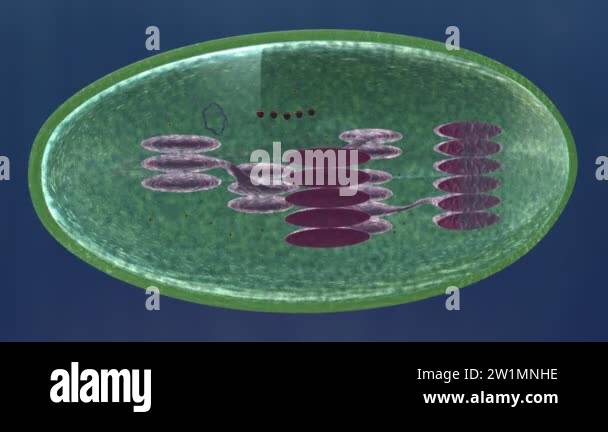 Chloroplast anatomy Stock Videos & Footage - HD and 4K Video Clips - Alamy