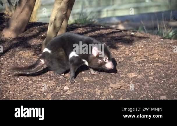 Tasmanian devil also known as marsupial devil and marsupial devil, lat ...