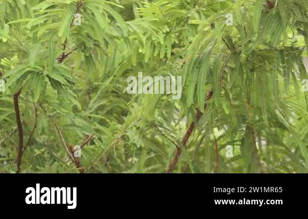 Macro View - Phyllanthus emblica Tree, also known, Indian gooseberry ...