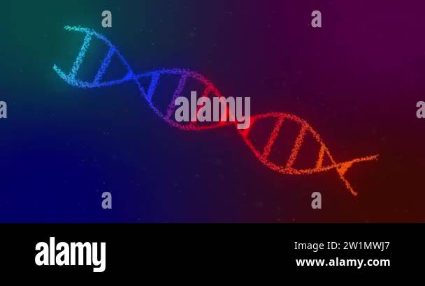 Animation of glowing red purple and blue 3D double helix DNA strand spinning on gradient ...