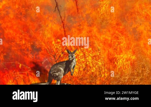 Australian wildfires 2020 Stock Videos & Footage - HD and 4K Video ...