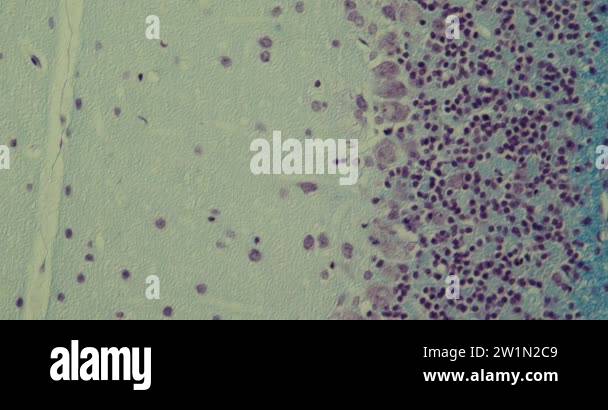 Central nervous system CNS with nerve cells at high magnification under ...