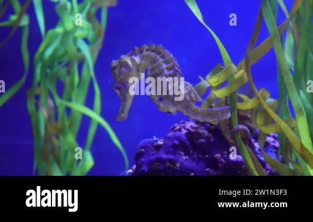 Seahorse swims in a marine aquarium, holding its tail on algae. Stephen ...