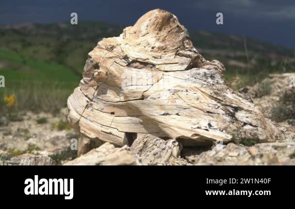 Petrified forest in which tree trunks have fossilized. Silicified trunk ...