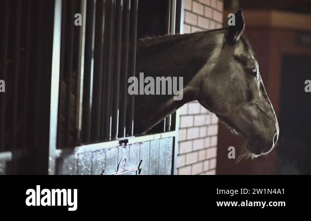 Mature animals Stock Videos & Footage - HD and 4K Video Clips - Alamy