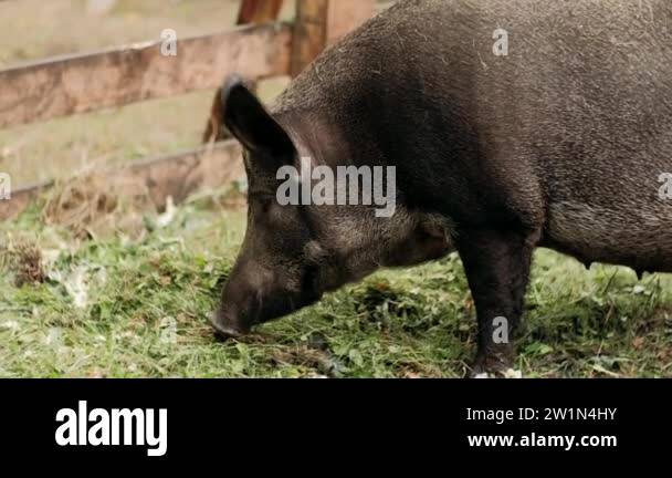 boar is eating foods . The hairy wild boar is eating foods on the pen ...