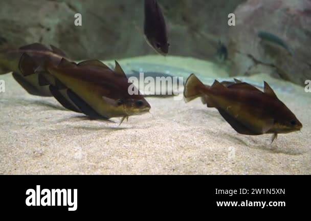 Atlantic cod fish swimming Stock Videos & Footage - HD and 4K Video ...
