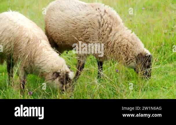 Two young rams twitching, chewing and eating fresh green grass in the ...