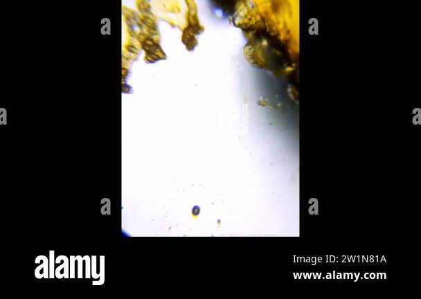 View in microscopy cell membrane of green plant background for biology ...