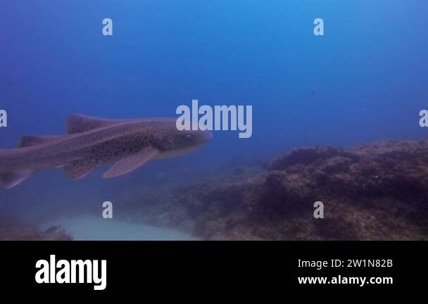 Graceful Leopard Sharks Or Zebra Sharks. Beautiful Carpet Sharks ...
