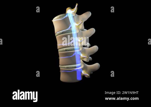 Spine movement Stock Videos & Footage - HD and 4K Video Clips - Alamy