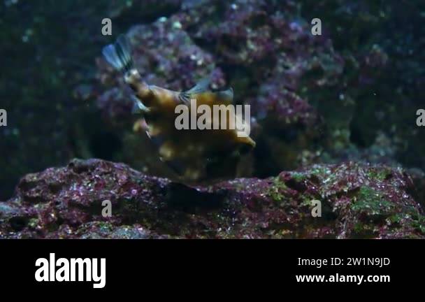 A humpback turretfish, commonly called camel cow fish, moves his fins ...