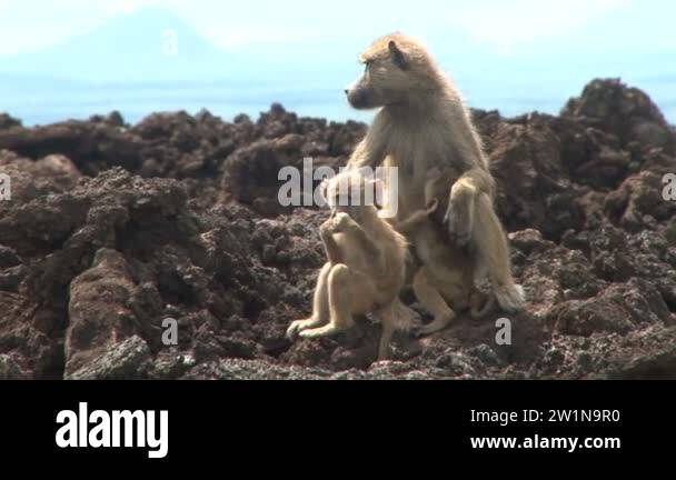 Baby baboons feeding Stock Videos & Footage - HD and 4K Video Clips - Alamy