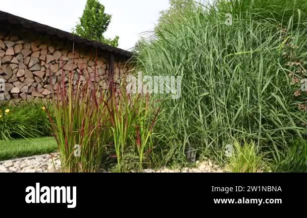 Different Types Of Green And Red Ornamental Grasses Growing On Private ...