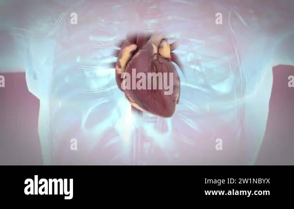 Cardiac cycle Stock Videos & Footage - HD and 4K Video Clips - Alamy