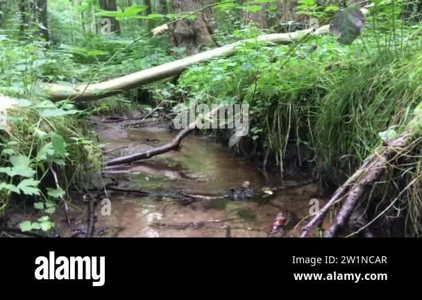 Forest on island Stock Videos & Footage - HD and 4K Video Clips - Alamy