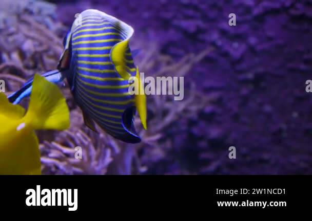 Aquarium emperor angelfish Stock Videos & Footage - HD and 4K Video ...