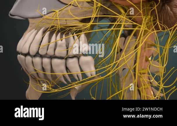 3D Medical Animation of human skull anatomy, Muscular system Stock ...