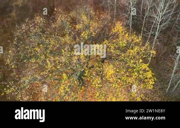Faded forest Stock Videos & Footage - HD and 4K Video Clips - Alamy