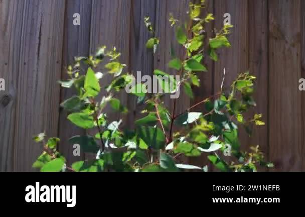 Dwarf gum tree Stock Videos & Footage - HD and 4K Video Clips - Alamy
