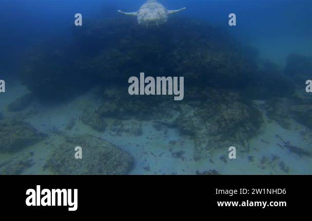 Wobbegong Shark Close Up. Grumpy Shark Swimming With Camouflage On ...