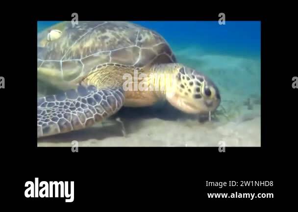Underwater turtle grass Stock Videos & Footage - HD and 4K Video Clips ...