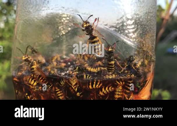 Insects logo Stock Videos & Footage - HD and 4K Video Clips - Alamy
