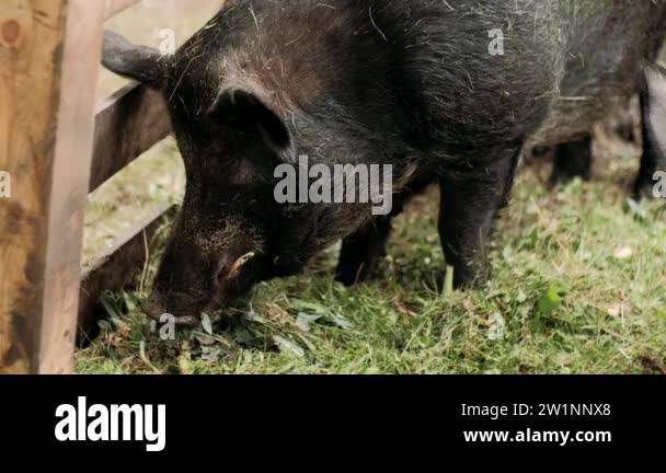 boar is eating foods . The hairy wild boar is eating foods on the pen ...