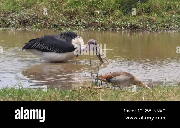 Marabou Stork, leptoptilos crumeniferus, Egyptian Geese, alopochen ...