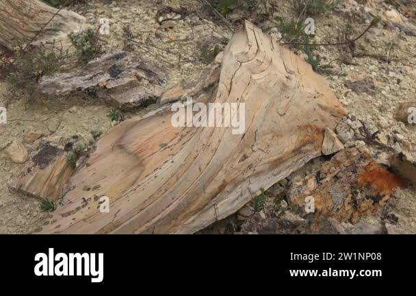 Petrified forest in which tree trunks have fossilized. Silicified trunk ...
