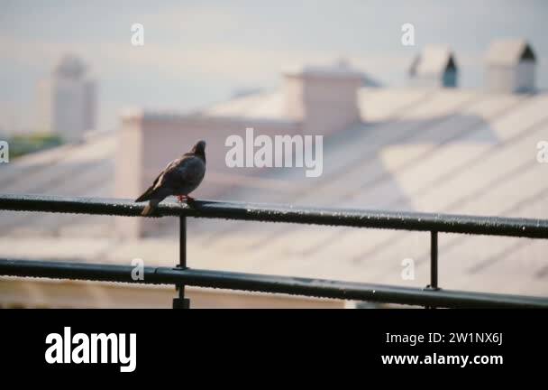 Roof parapet Stock Videos & Footage - HD and 4K Video Clips - Alamy
