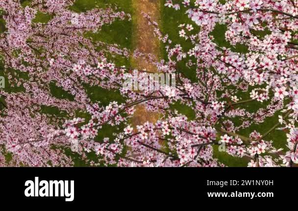 Top view of trail through japanese garden with lush blooming sakura ...