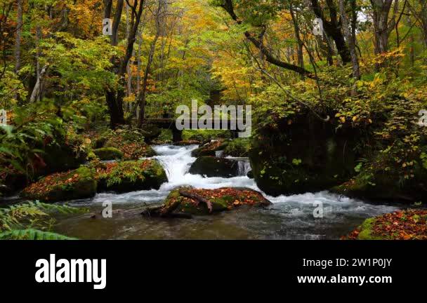 Oirase Mountain Stream flow pass the small wooden bridge at Oirase ...