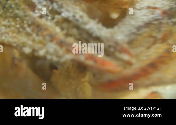 River cancer close-up. Mouth and respiratory part of crustacean in ...