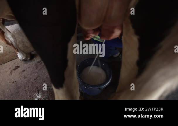Closeup footage of cow being milked by male hands into bucket on cattle farm in South Africa ...