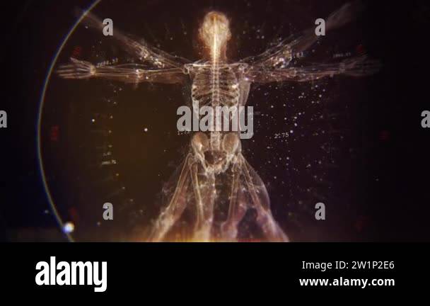 3D Futuristic Animation of Leonardo Da Vinci Vitruvian Man. Anatomy of ...