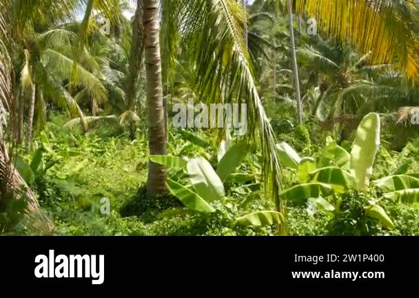 Bright greenery banana plantation and coconut palm tree in sunny day in Thailand. Typical ...