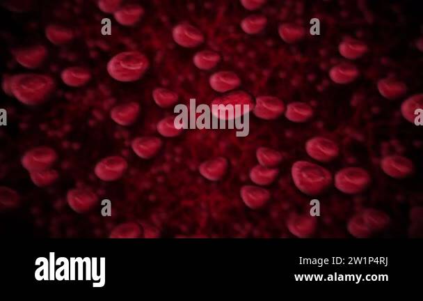 Red blood cells floating through blood and circulating in the vessels ...