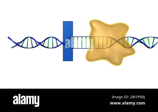 Transcription Stock Videos & Footage - HD and 4K Video Clips - Alamy