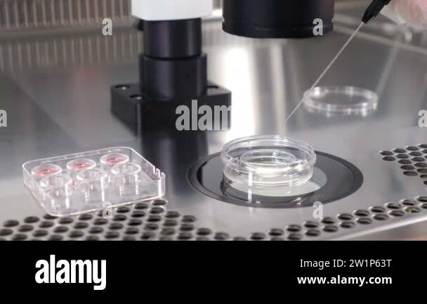 Procedure of placing cryoprotectant in dish standing under microscope ...