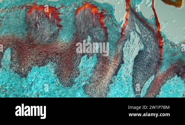 Monkey tongue with papillae at high magnification under the microscope ...