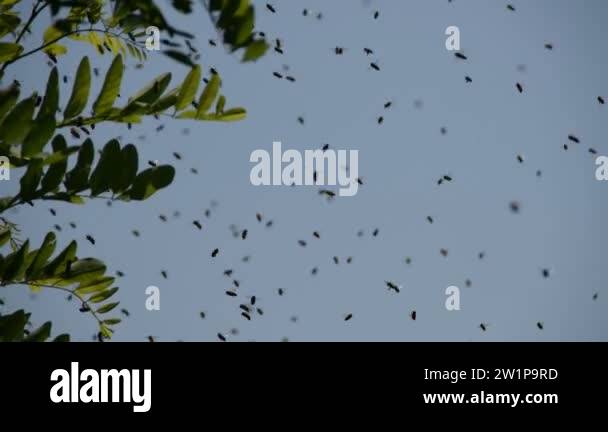 Locust swarm black Stock Videos & Footage - HD and 4K Video Clips - Alamy