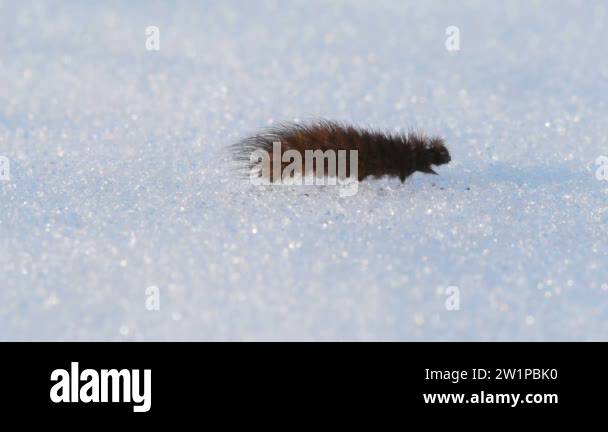 Ice caterpillar Stock Videos & Footage - HD and 4K Video Clips - Alamy