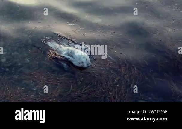 Ocean pollution and environmental hazard concept, dead bird floating in ...