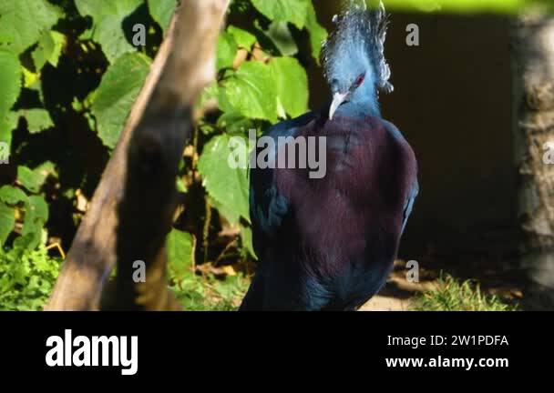 Close up victoria crowned pigeon Stock Videos & Footage - HD and 4K ...